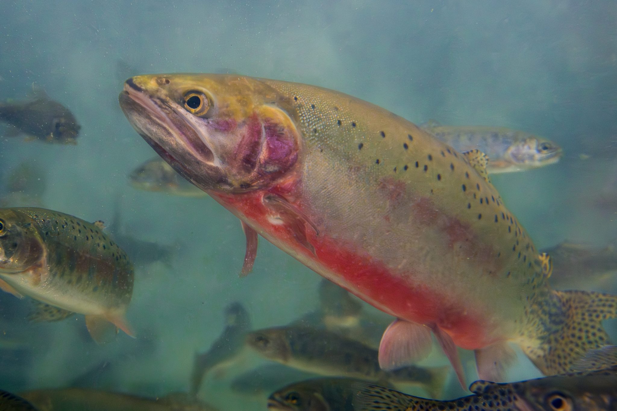 Decades of work keeps Rio Grande Cutthroat Trout off Endangered List ...