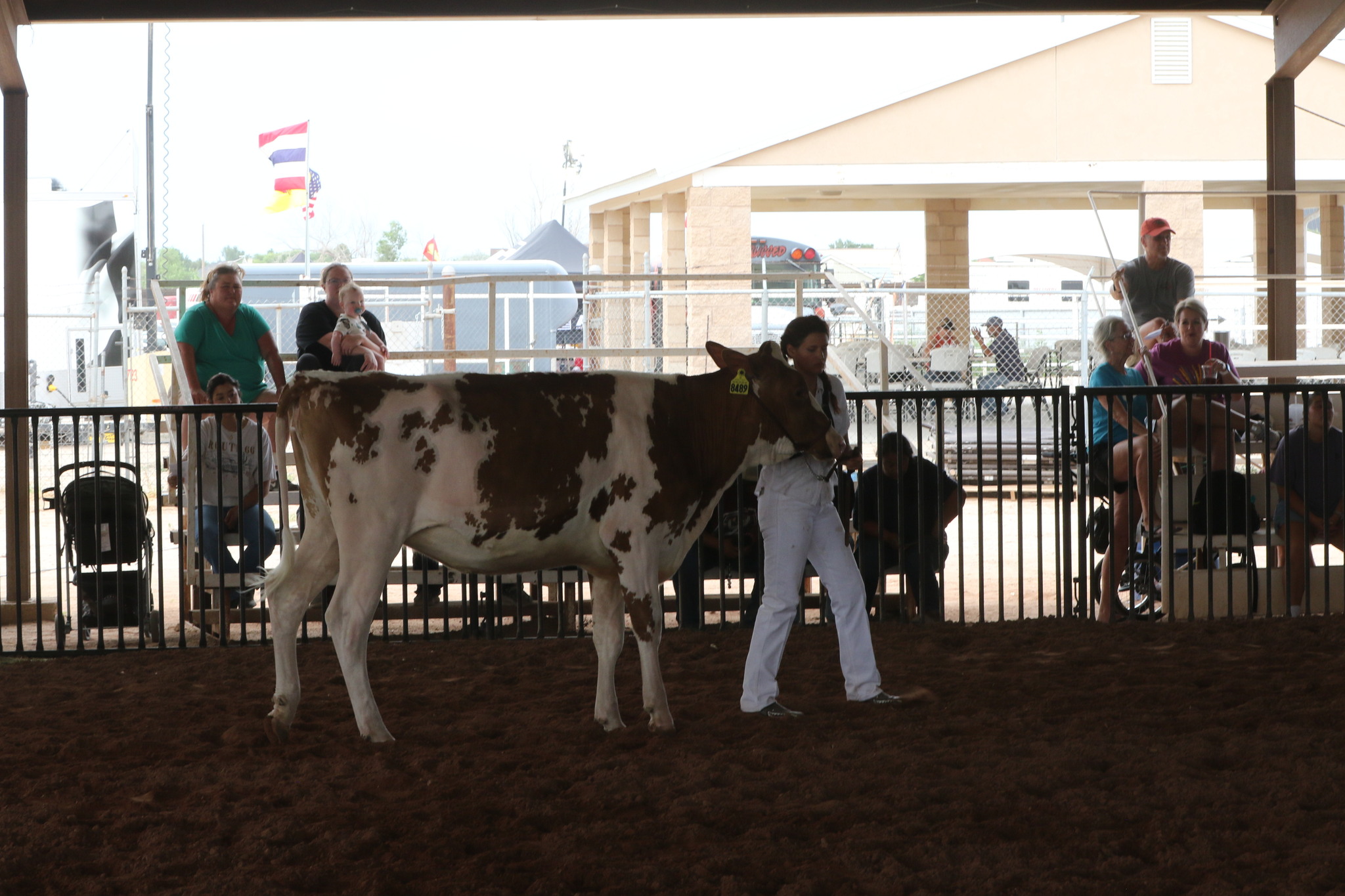 Heifer show teaches life lessons - Artesia Daily Press